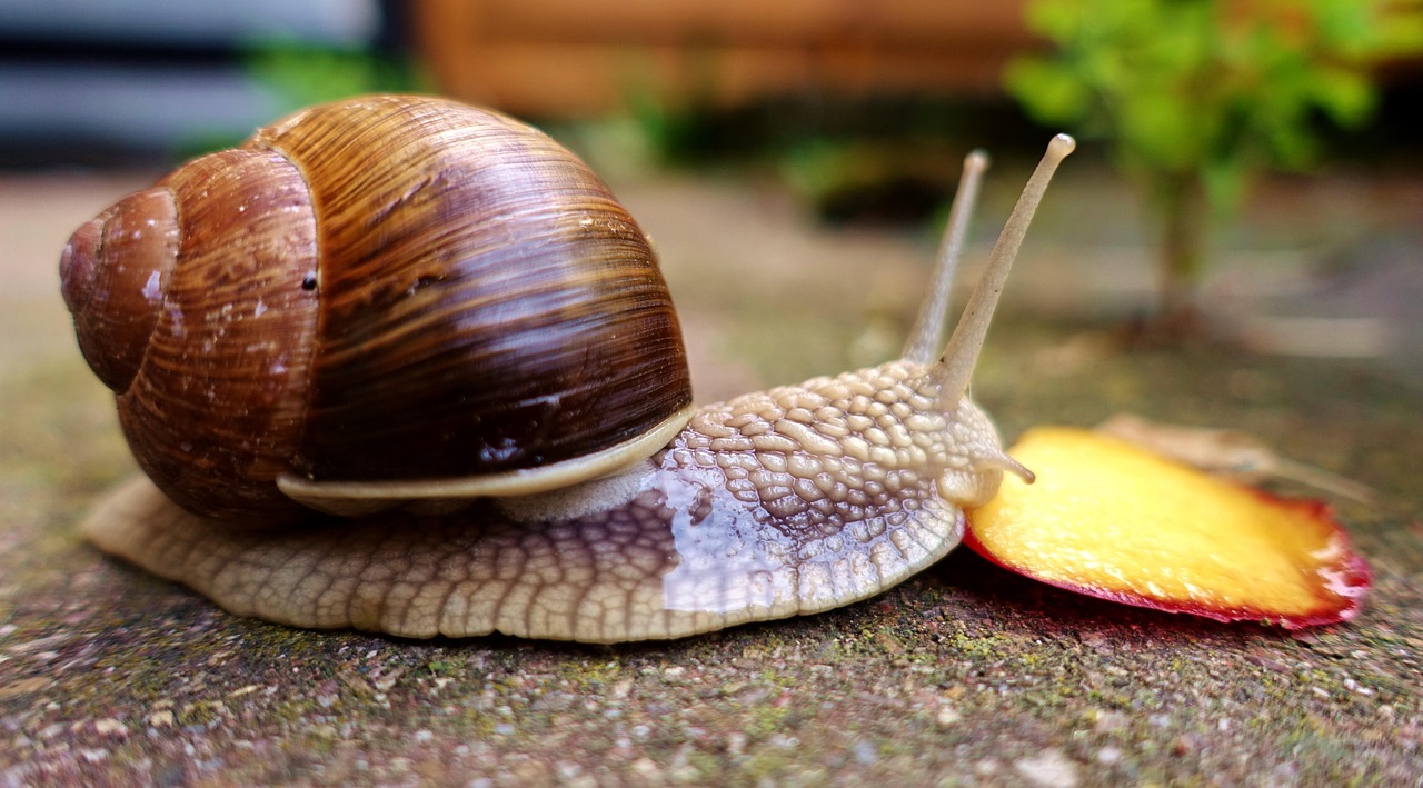 Snail Farming Equipment Price List Nigeria: Complete 2026 Guide for ...